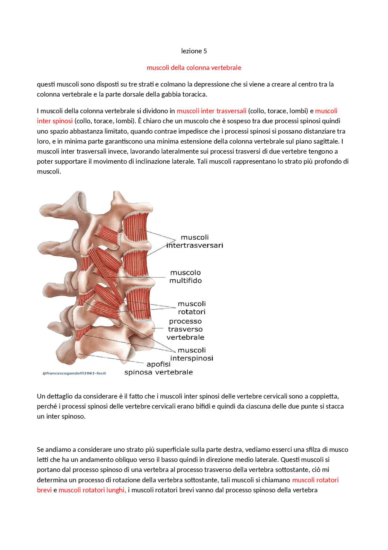 Anatomia Umana Scienze Motorie Appunti Di Anatomia Docsity