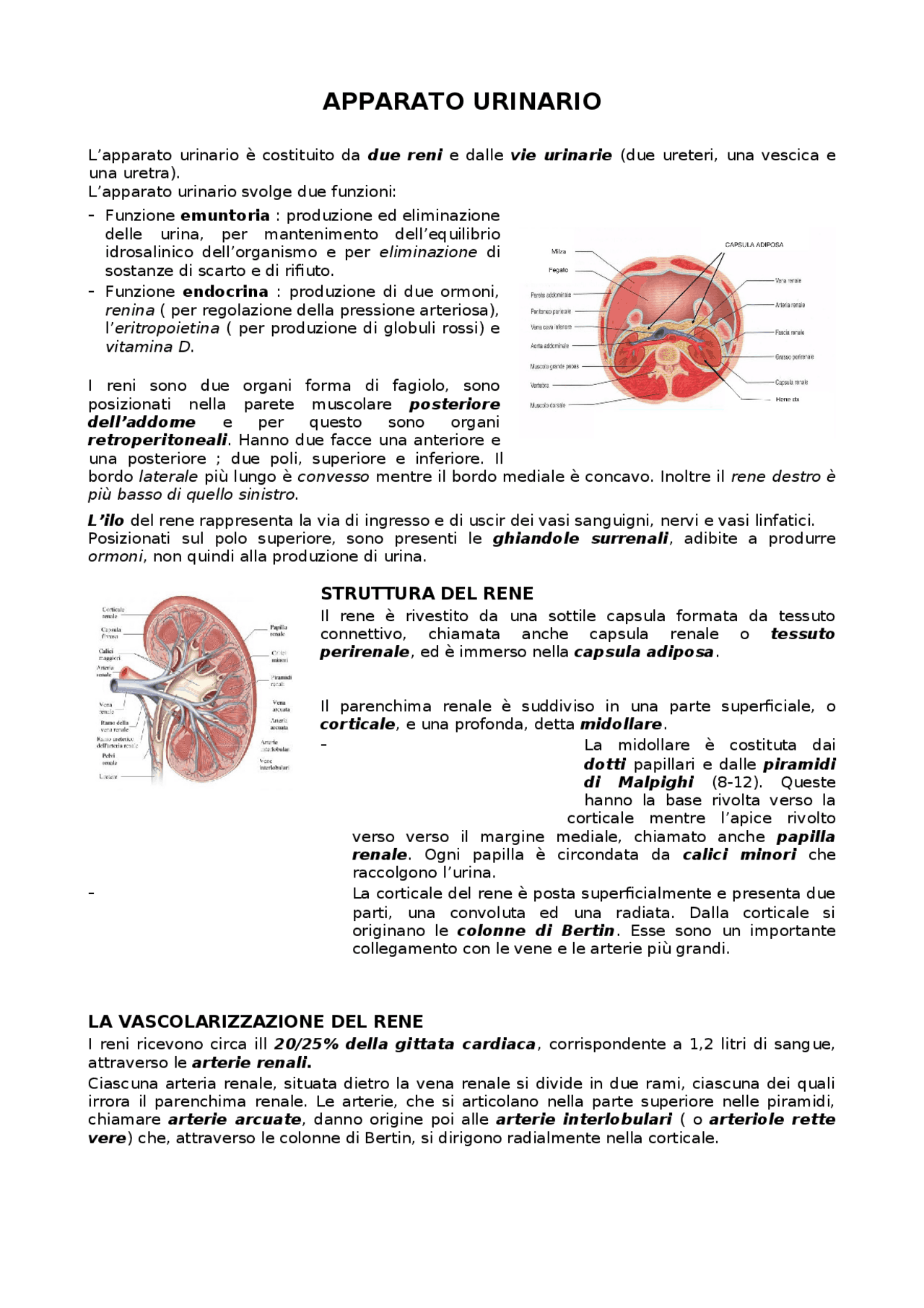 Anatomia Apparato Urinario Docsity