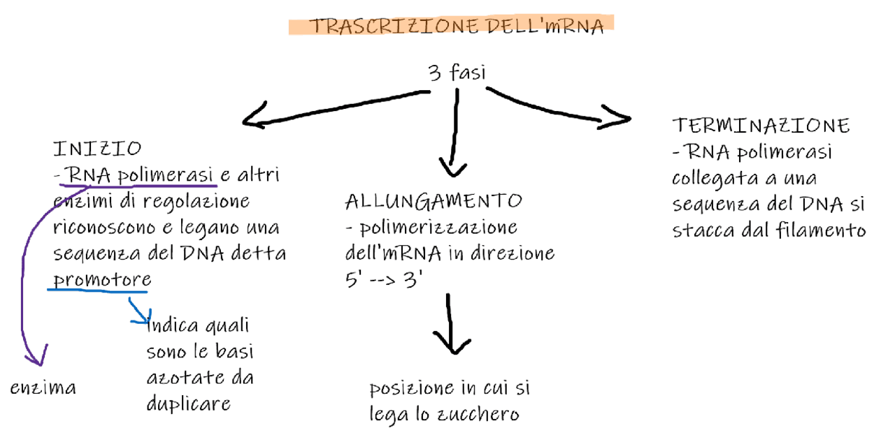 Schema trascrizione mRNA - Docsity