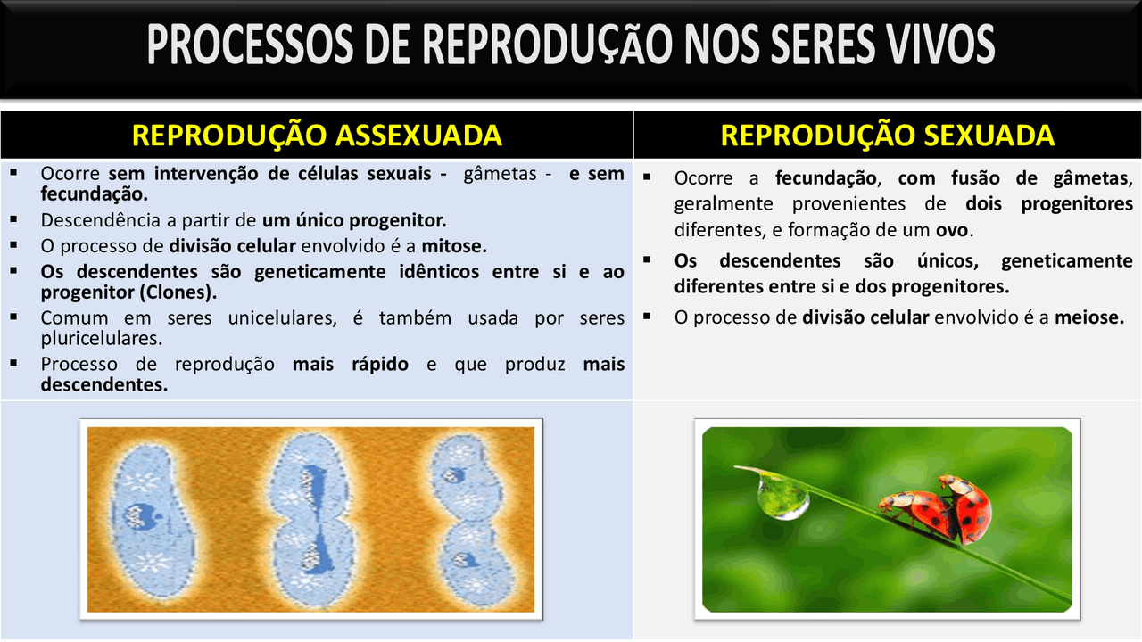 Reprodução Assexuada Resumo Docsity