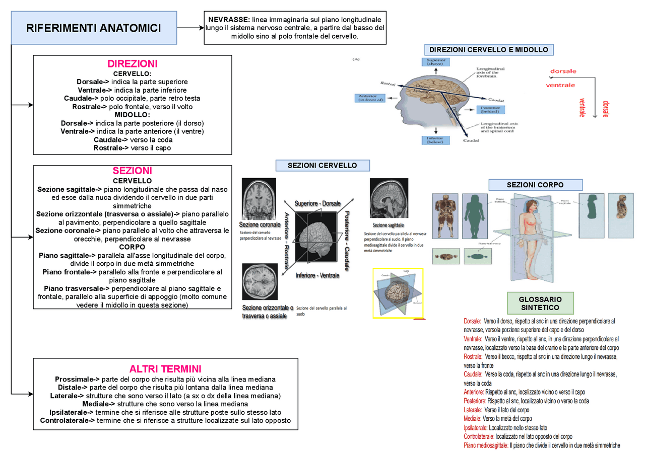 Neuroscienze Cognitivemappe Completepazzagliasapienza Docsity