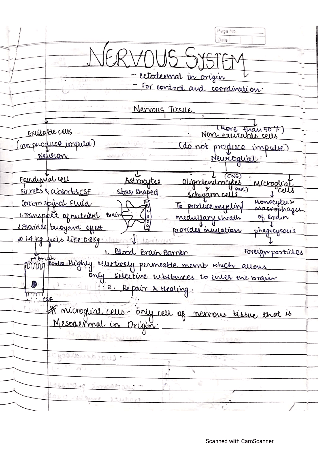 Biology - Nervous System complete handwritten notes - Docsity