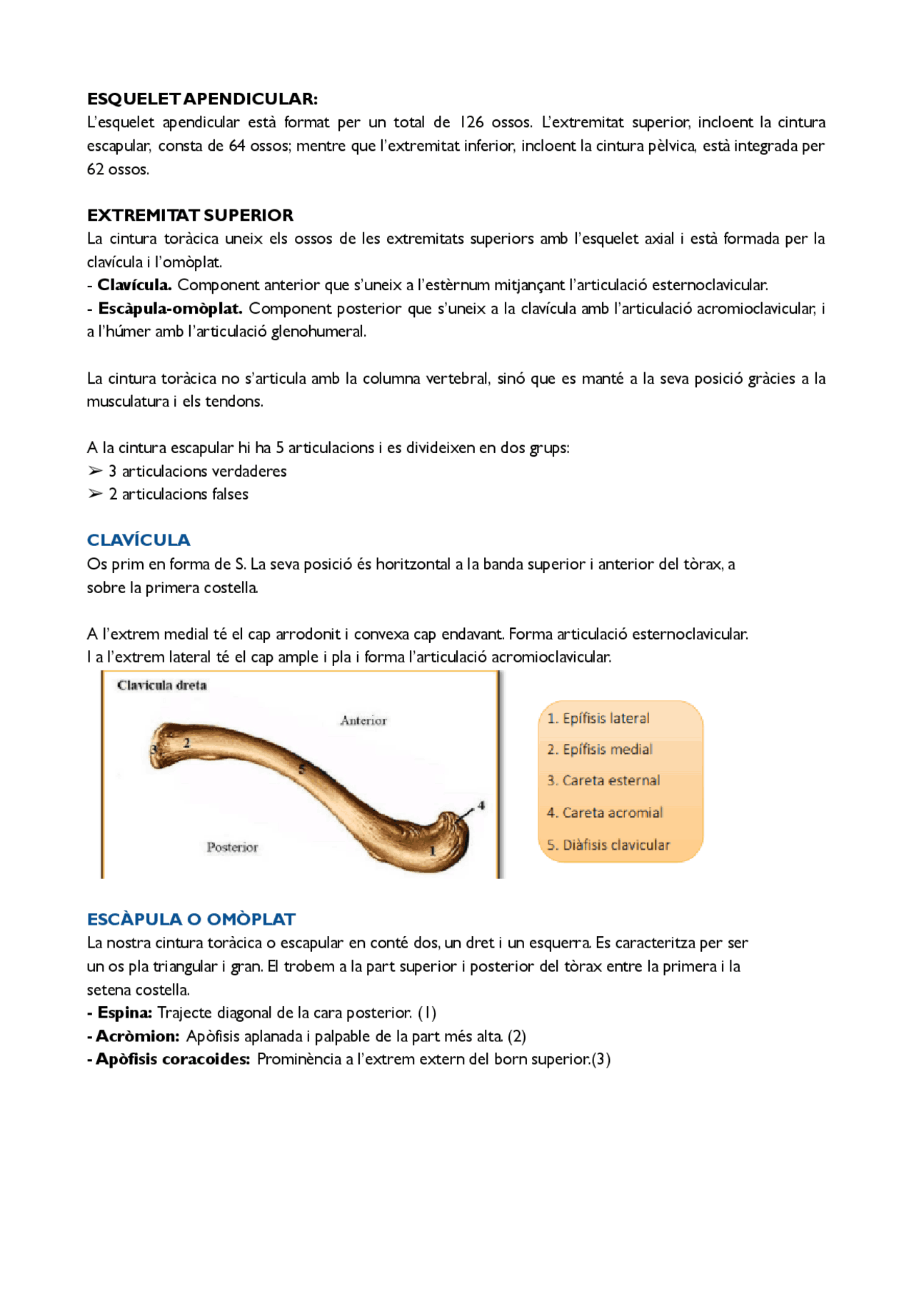 Esquelet apendicular - Docsity