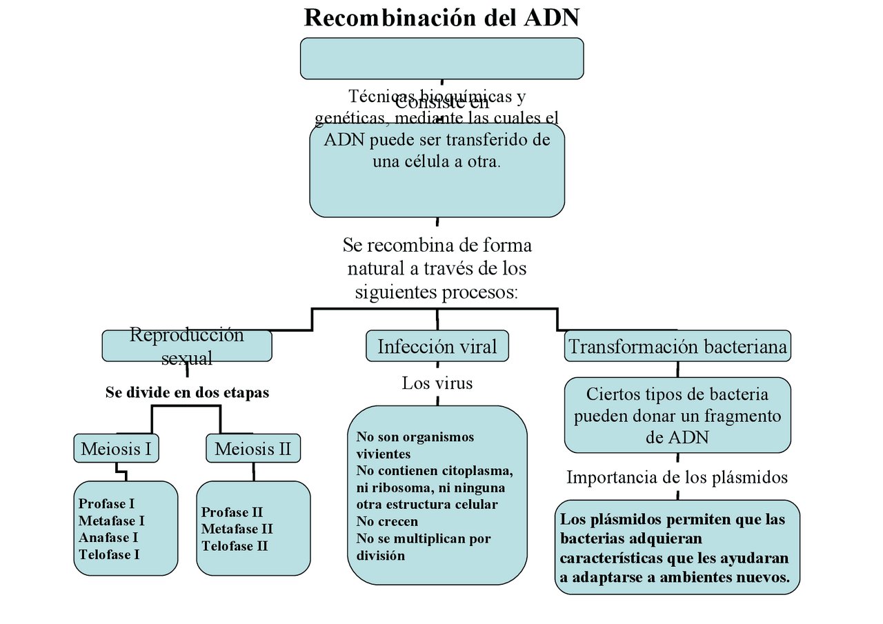Mapa conceptual sobre la recombinación del ADN | Esquemas y mapas conceptuales de Biología | Docsity