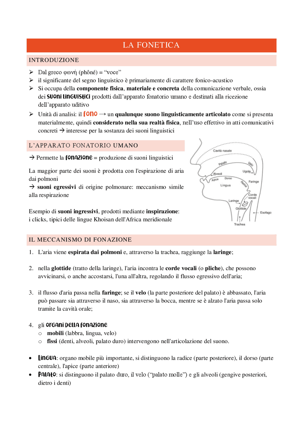 Fonetica Per Lesame Di Linguistica Docsity