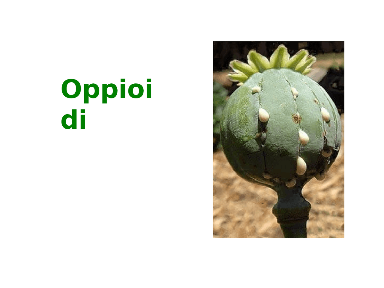 Slide farmacologia sugli oppioidi - Docsity