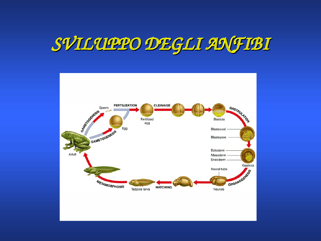 Dispense Biologia Dello Sviluppo Docsity
