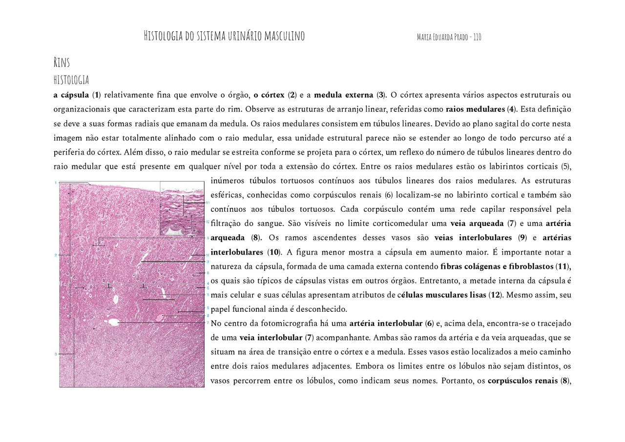 Histologia Do Sistema Urinário Masculino Resumos Histologia Docsity