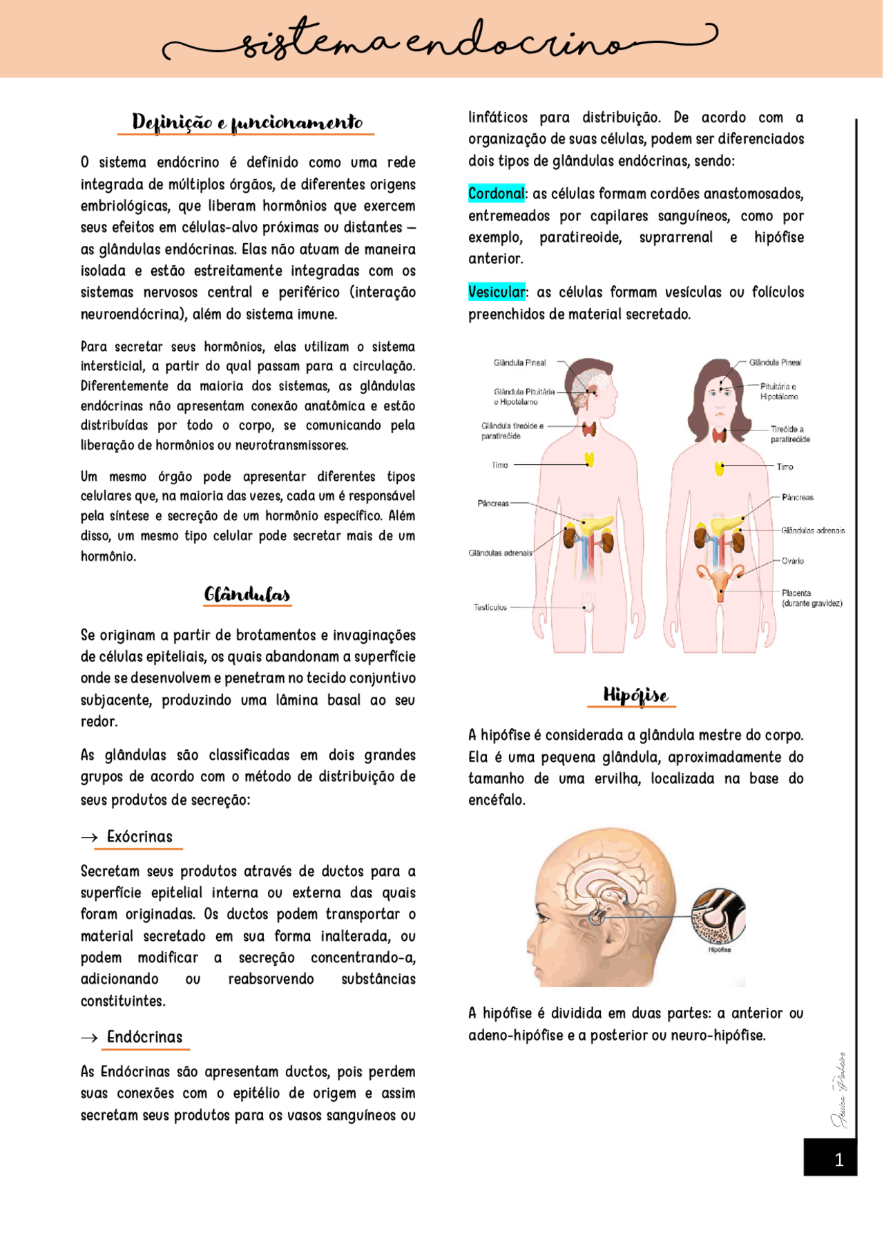Resumo Sistema Endócrino Resumos Endocrinologia Docsity