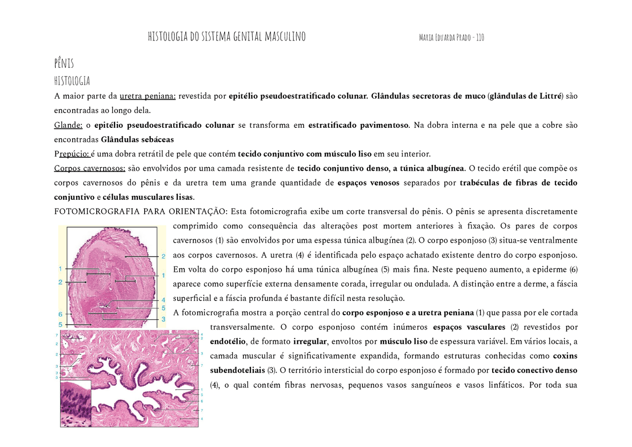 Histologia Sistema Genital Masculino Docsity