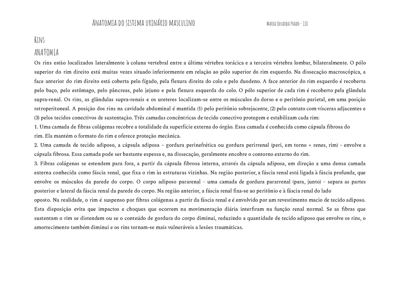 Anatomia Do Sistema Urinário Masculino Docsity