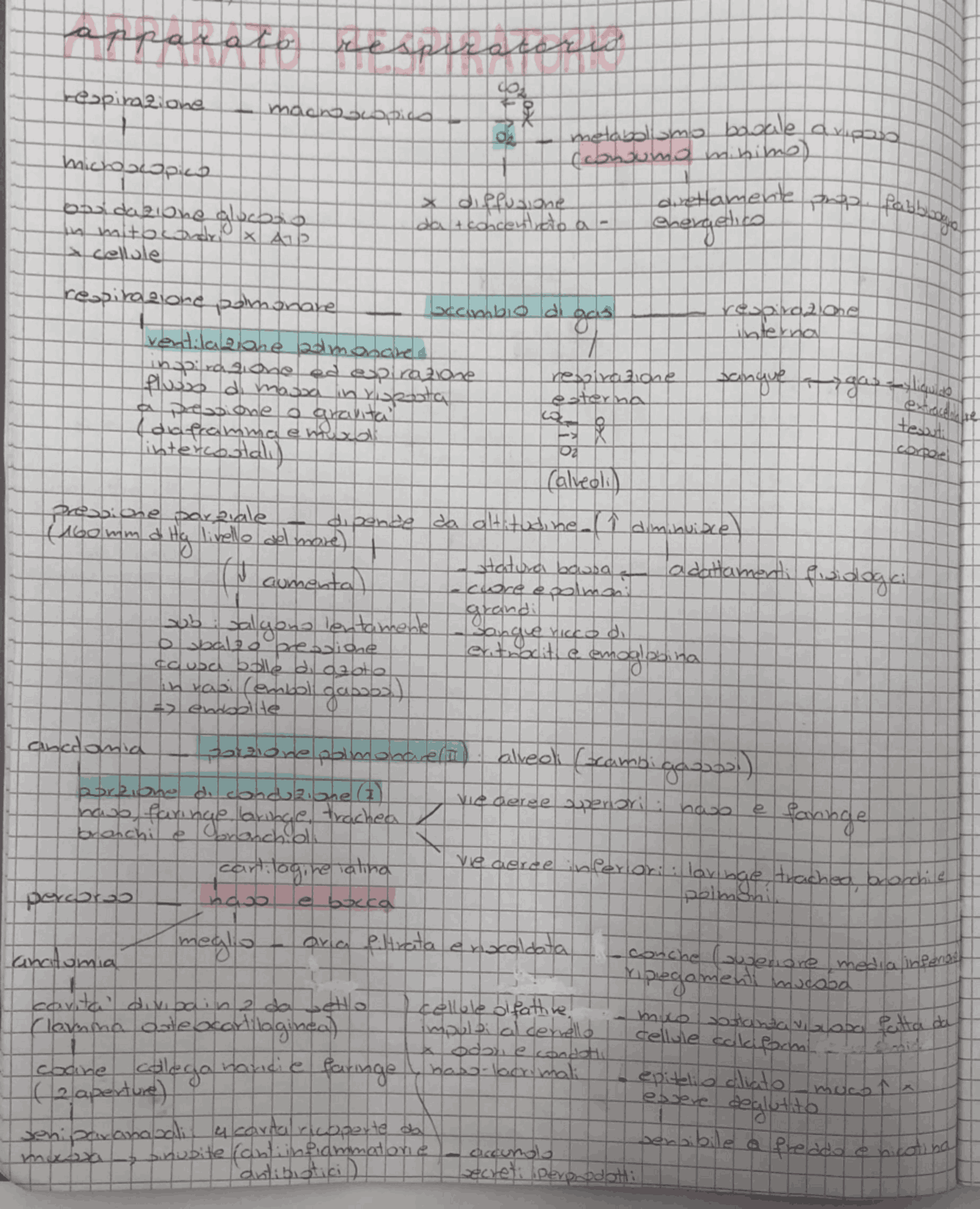 Apparato Respiratorio Docsity
