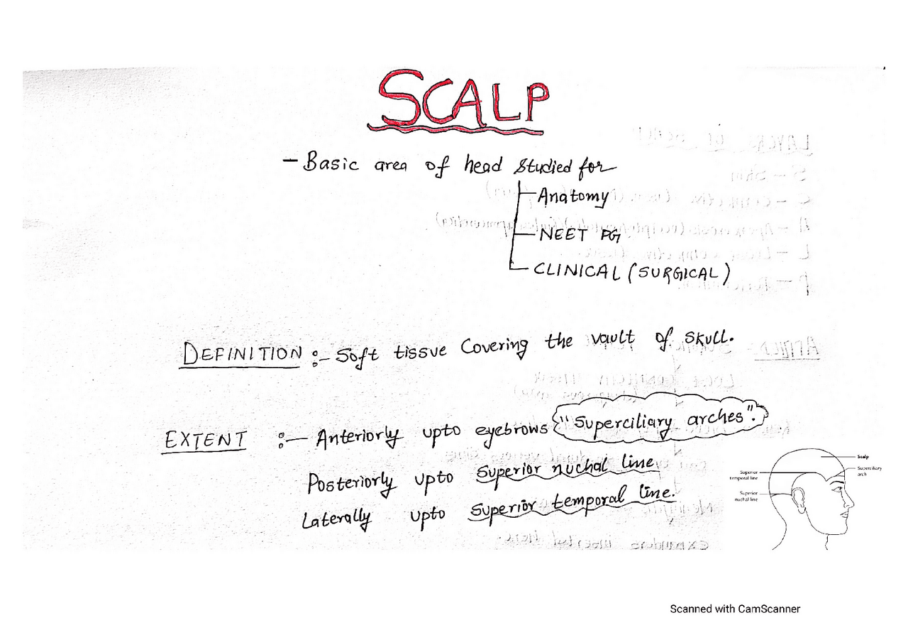 Biology - Scalp Anatomy Handwritten Notes - Docsity