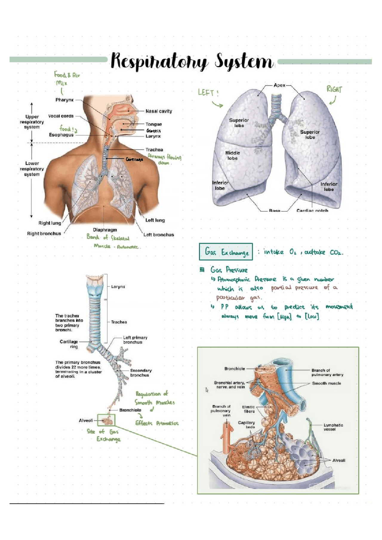 Biology - Respiratory System Colorful Handwritten Notes - Docsity