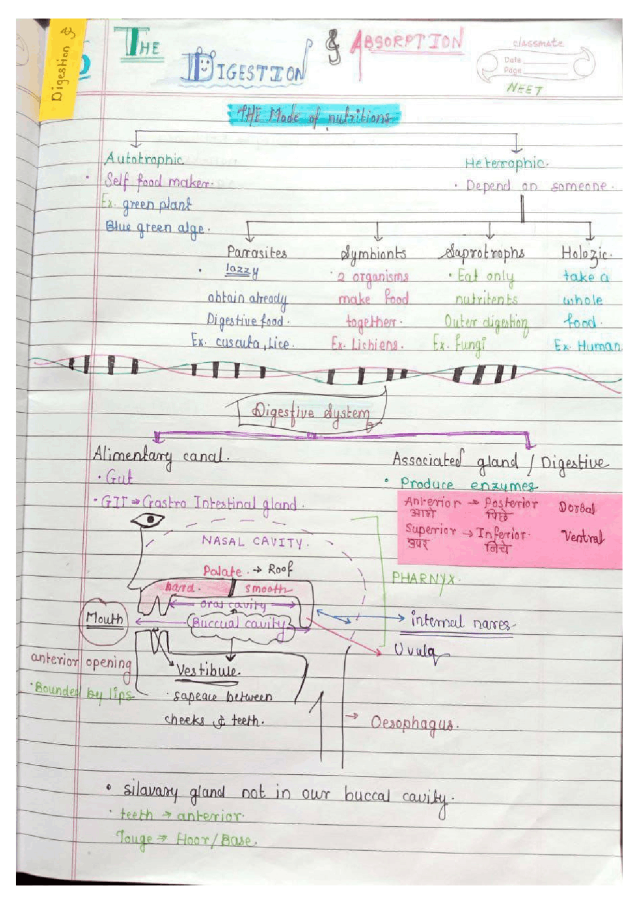 Biology Human Digestion And Absorption System Colorful Handwritten