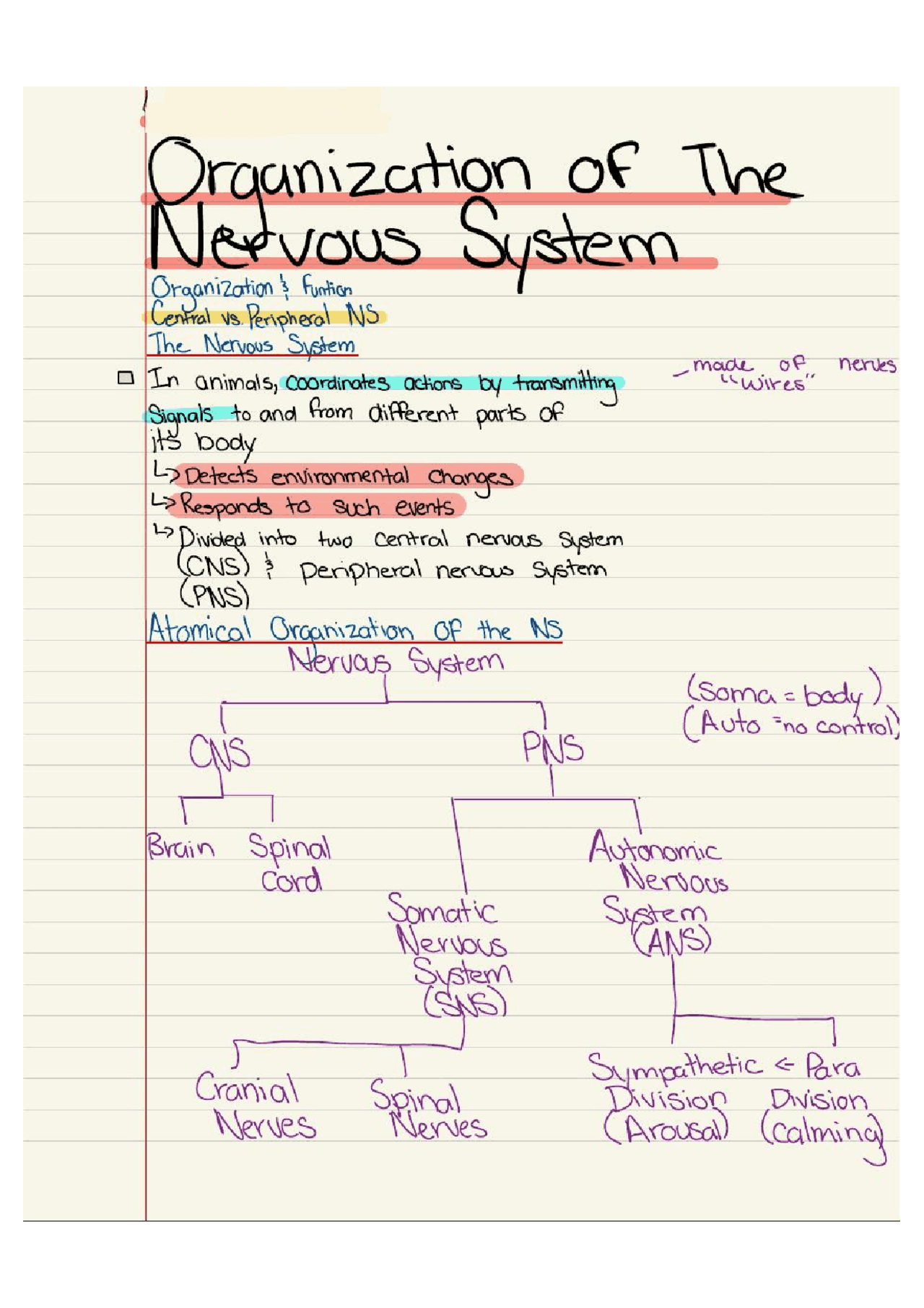 Biology - Neuroscience - Organization of the Nervous System Colorful ...