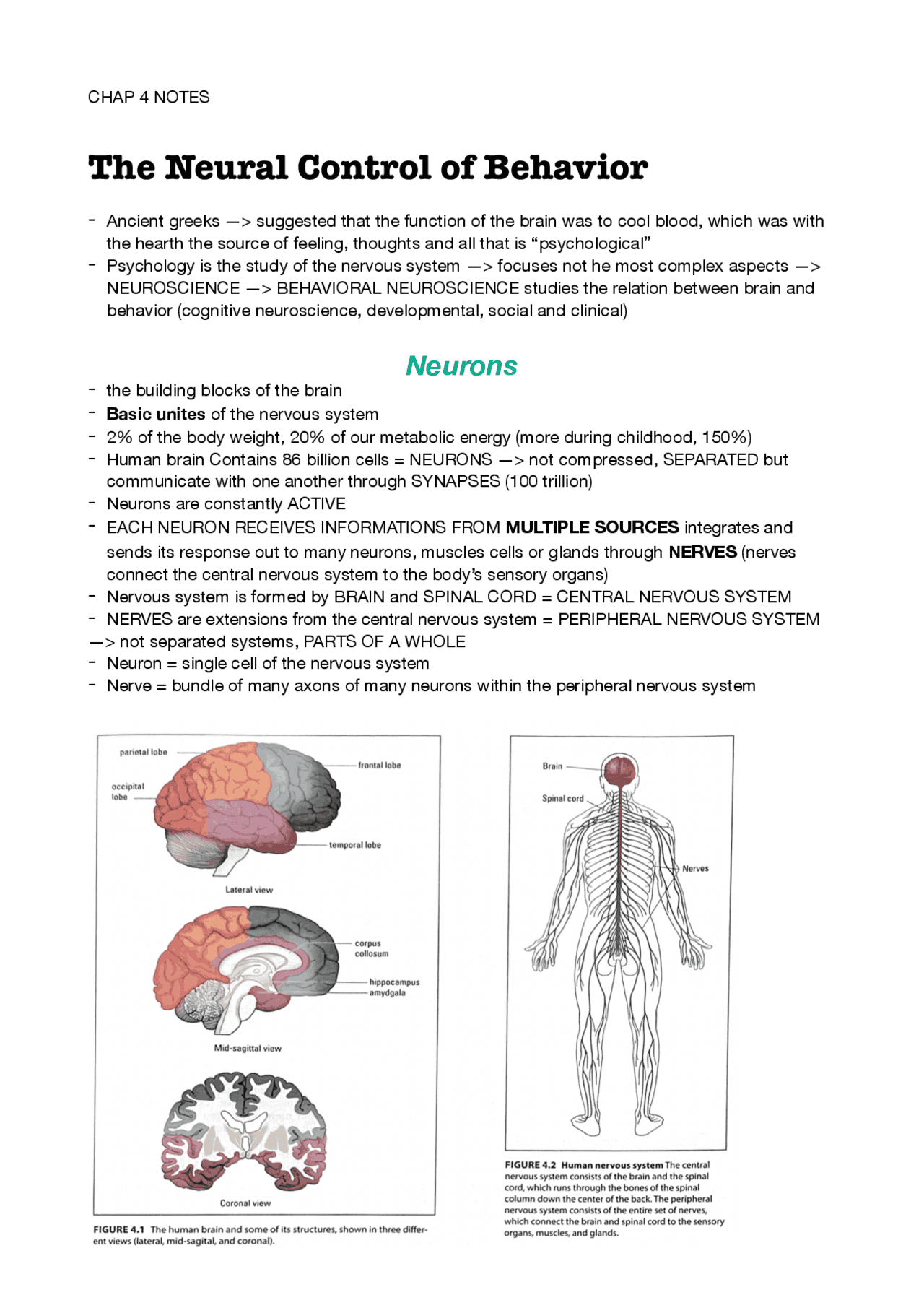 Neural control of behavior: chapter 4 Grey & Bjorklund - Docsity