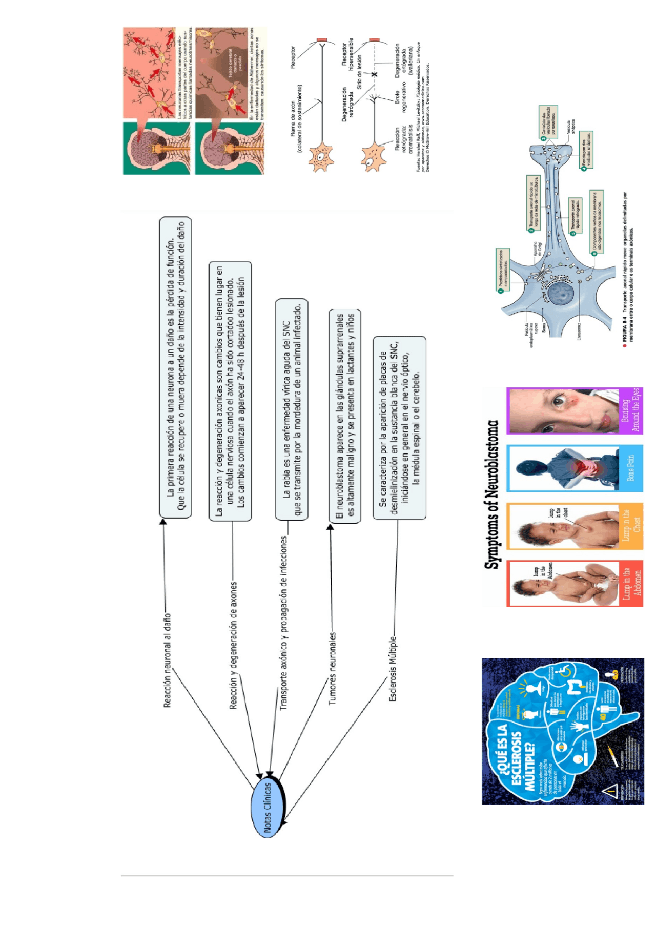 Mapas conceptuales de neuro - Docsity