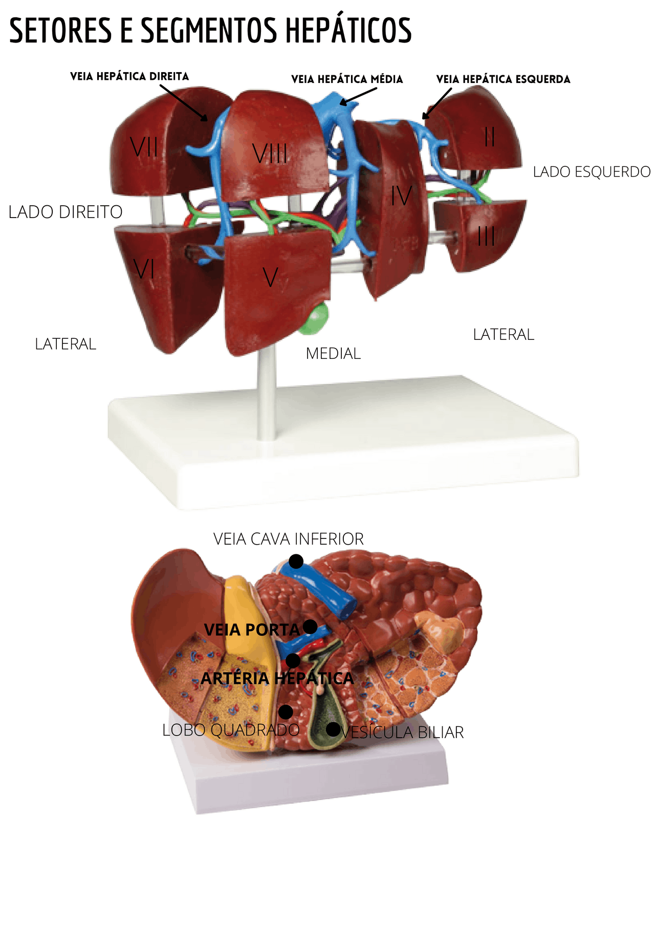 Setores e segmentos hepáticos - Docsity