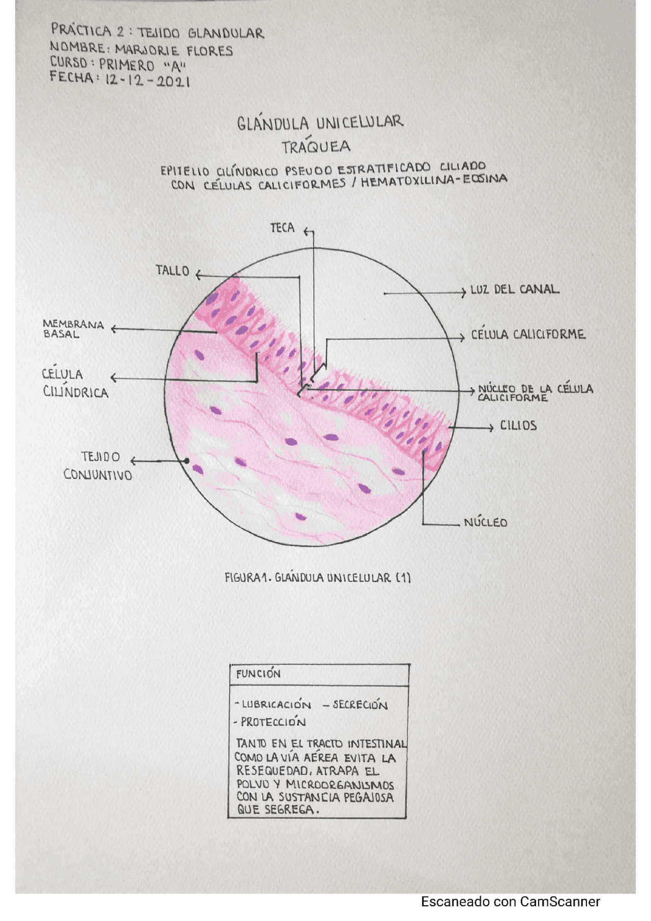 Tejido Epitelial Glandular Docsity