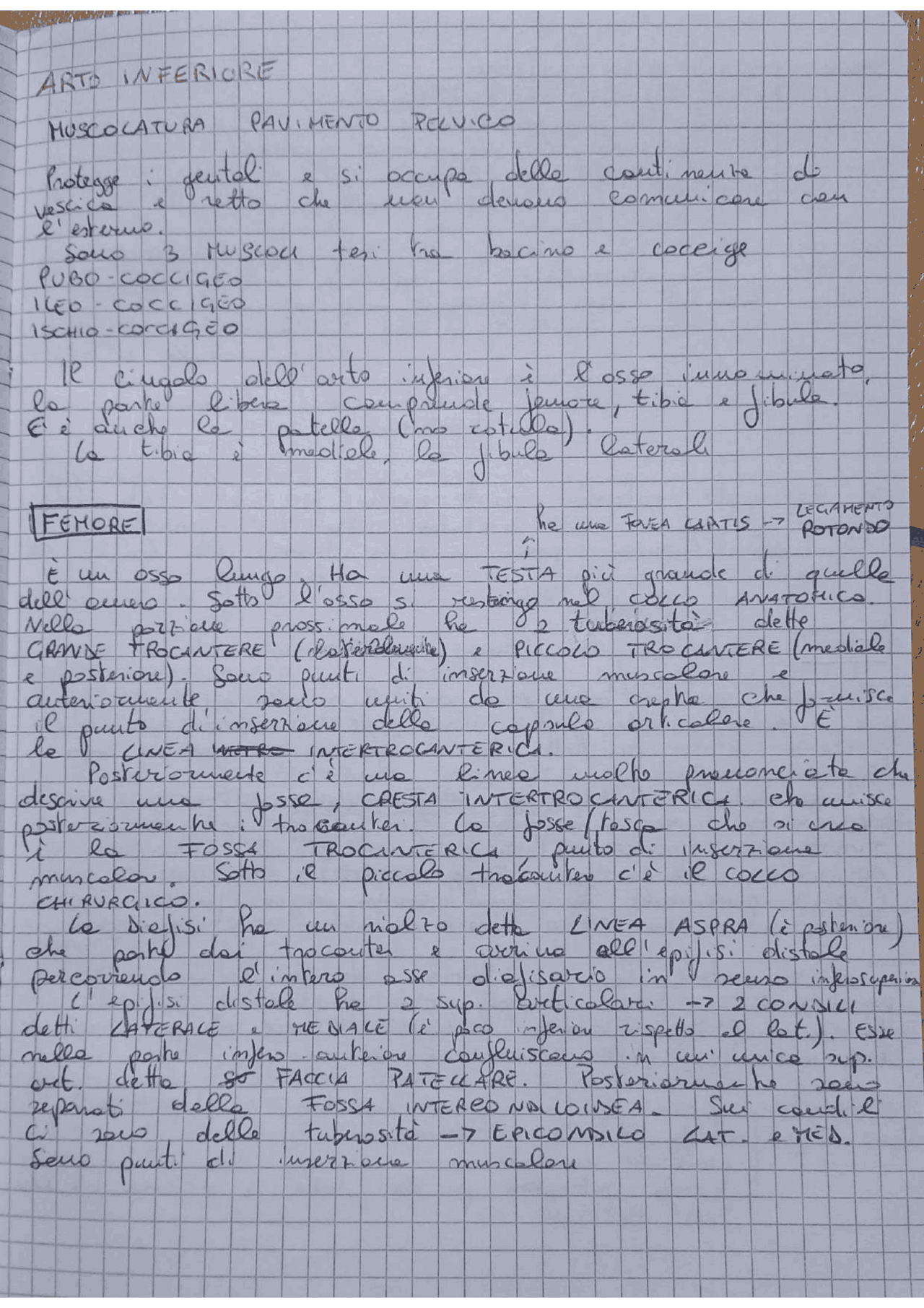 Anatomia Arto Inferiore Docsity