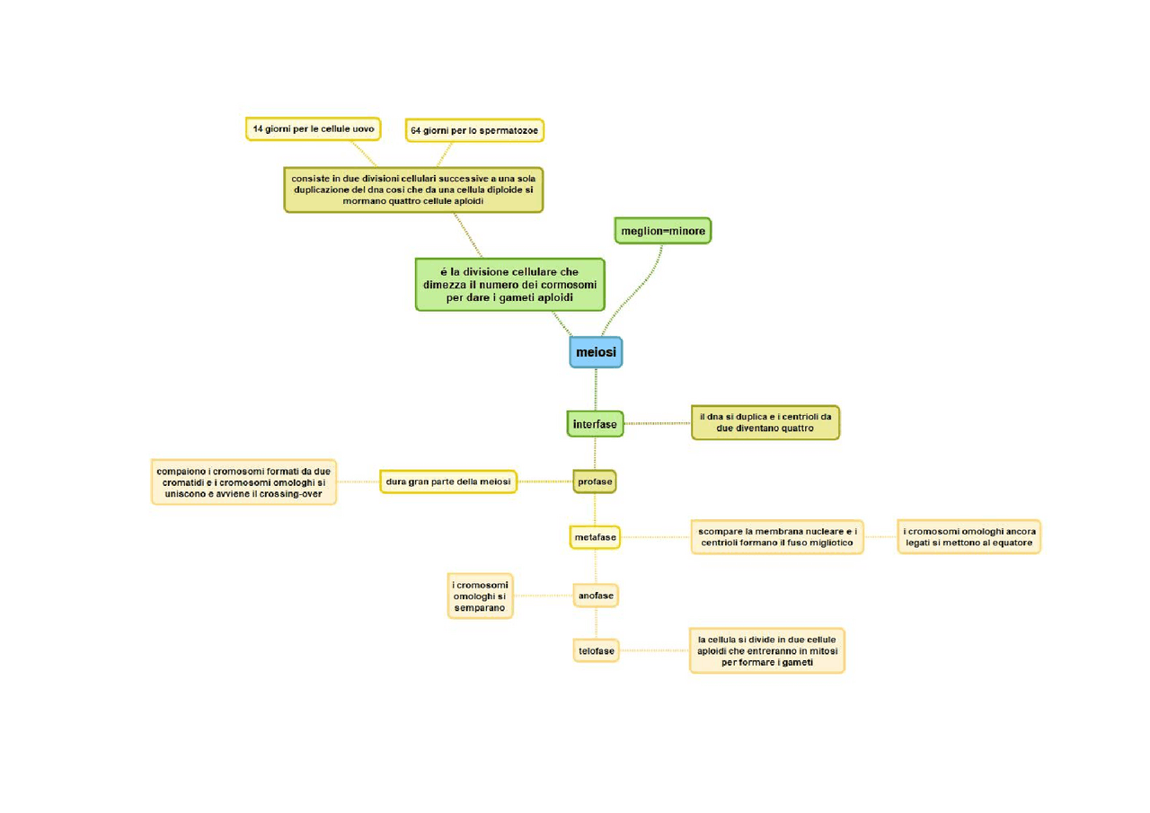Schemi Di Mitosi E Meiosi Docsity