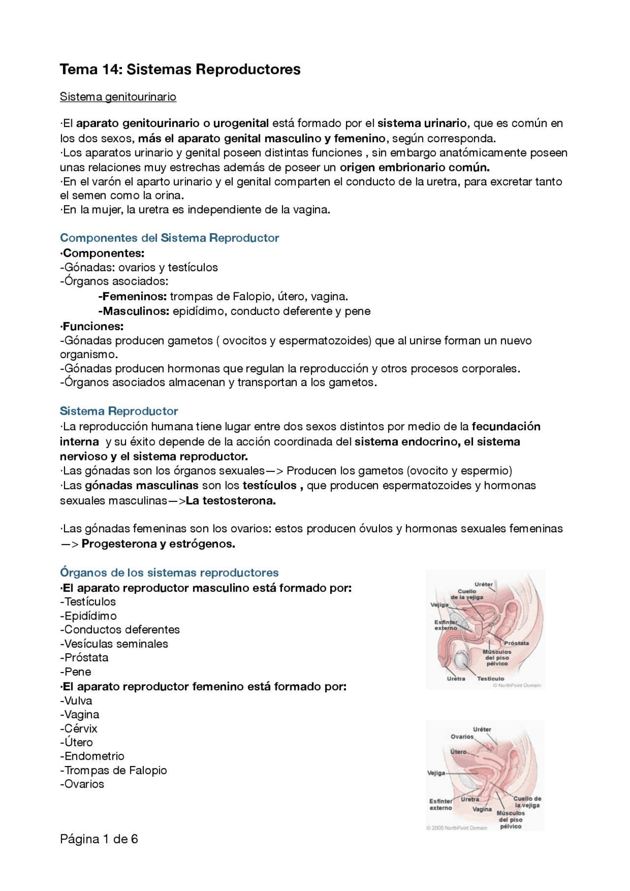Apuntes Anatomía Temas Del Segundo Parcial Docsity