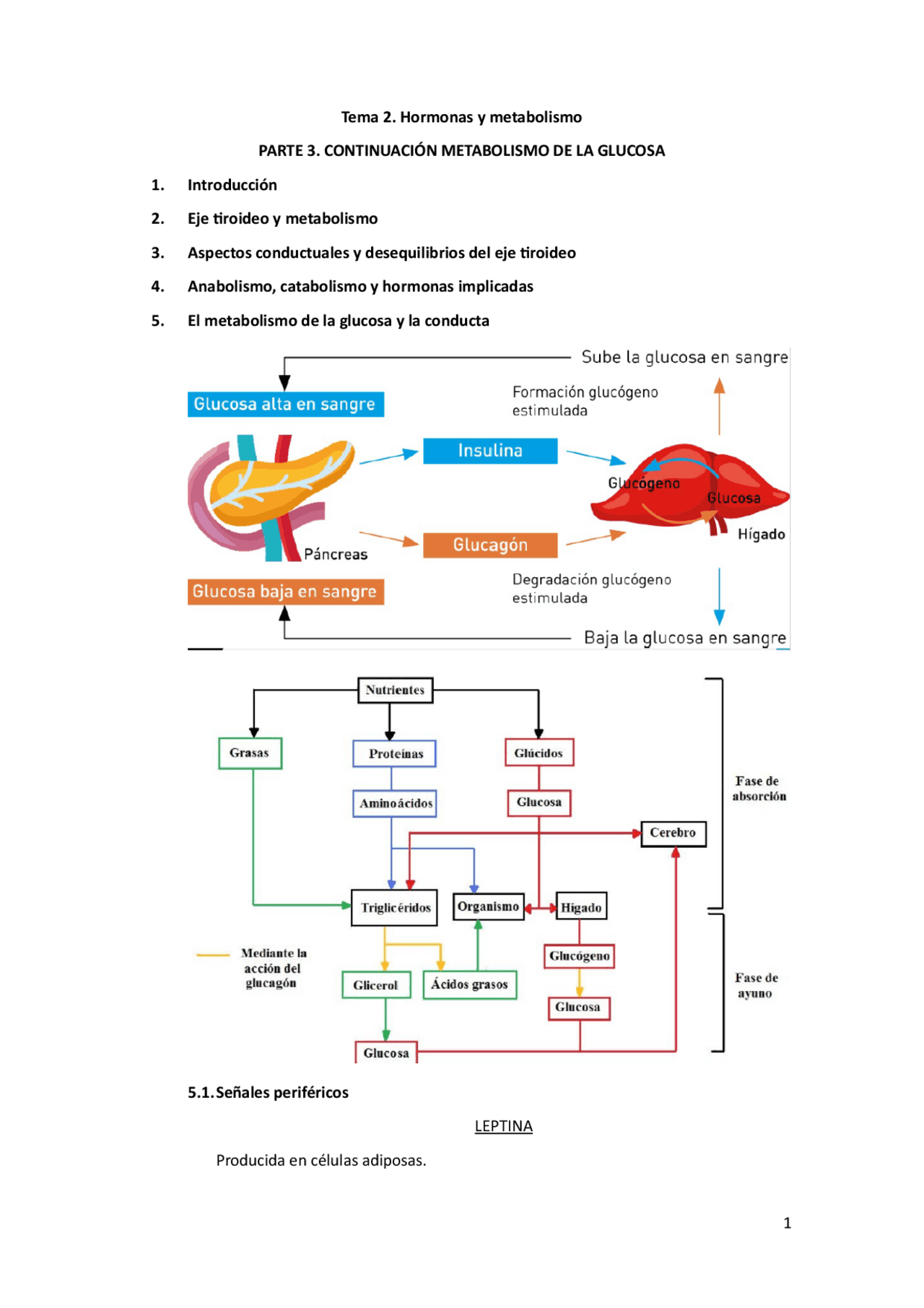 Apuntes De Psicoendocrinología Apuntes De Psicobiología Docsity