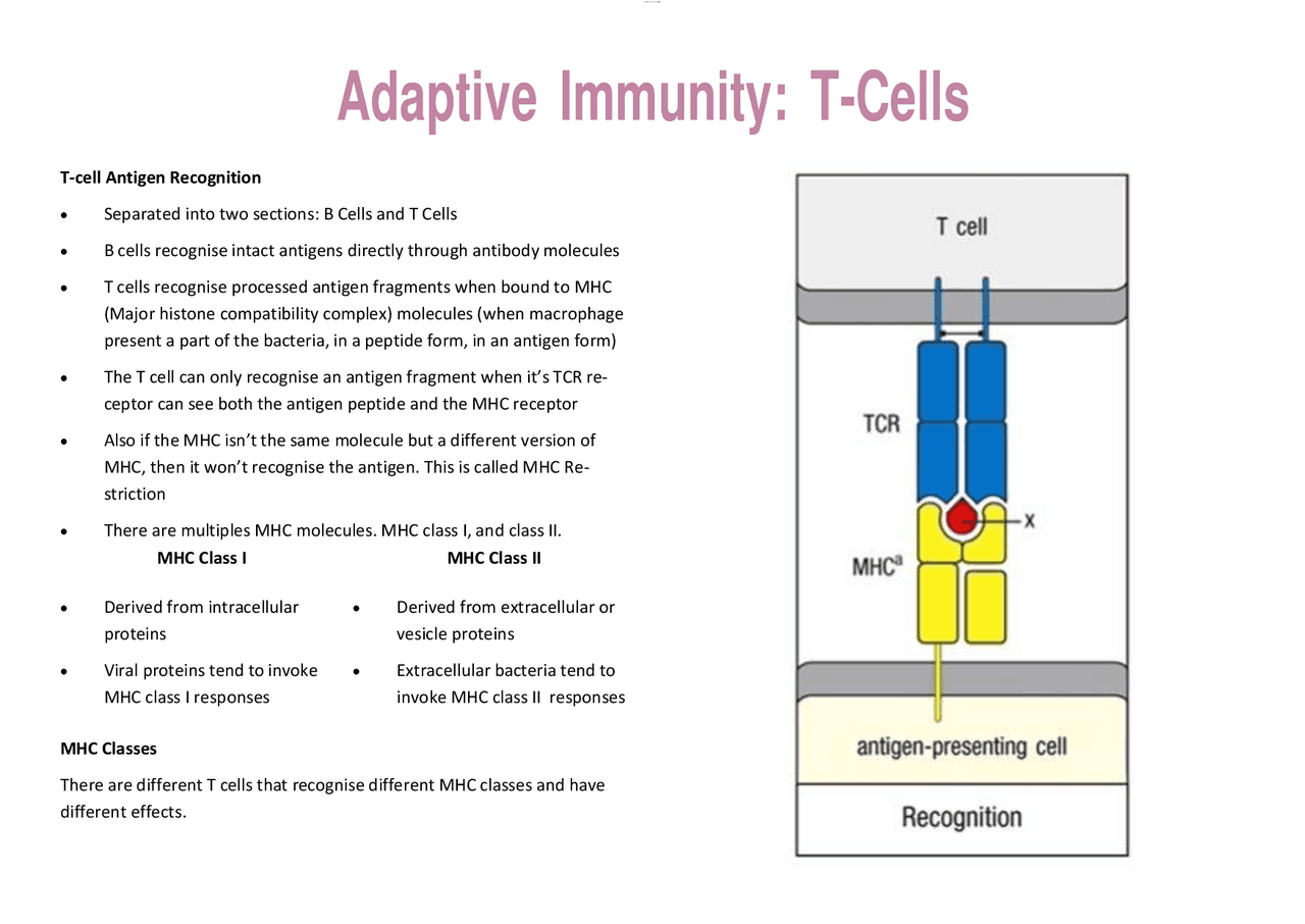 Biology - Immunity - Adaptive Immunity - T-Cells Class Lecture Notes ...