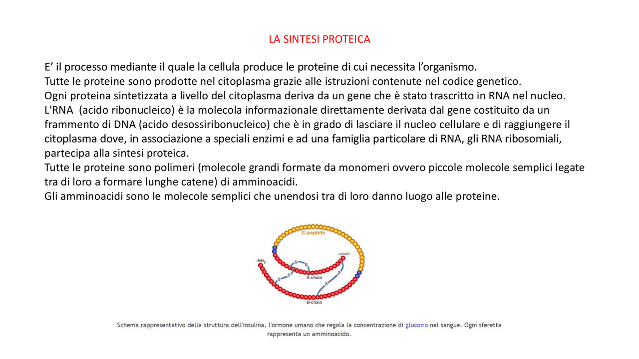 La Sintesi Proteica Delle Cellule Docsity