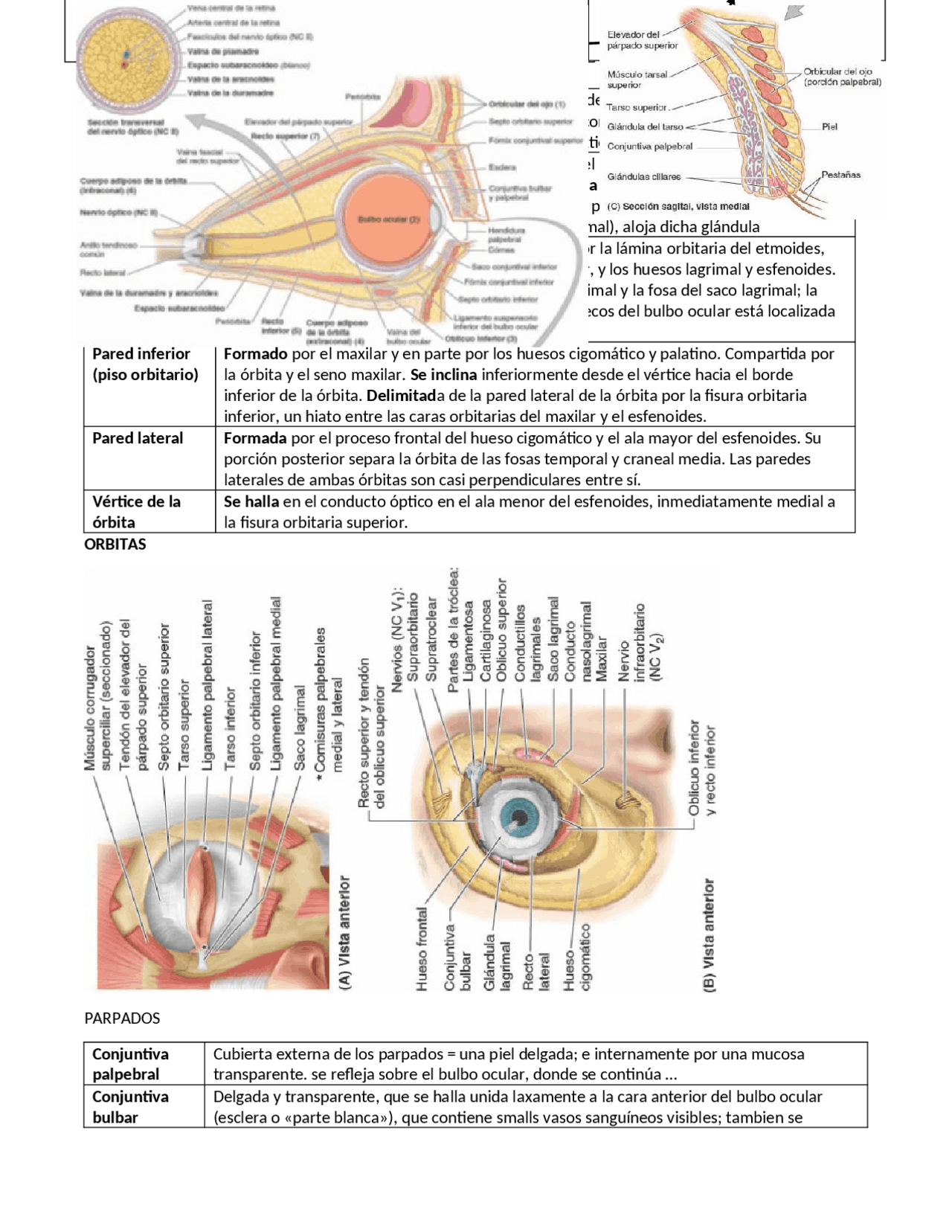 ANATOMIA DEL OJO RESUMEN - Docsity