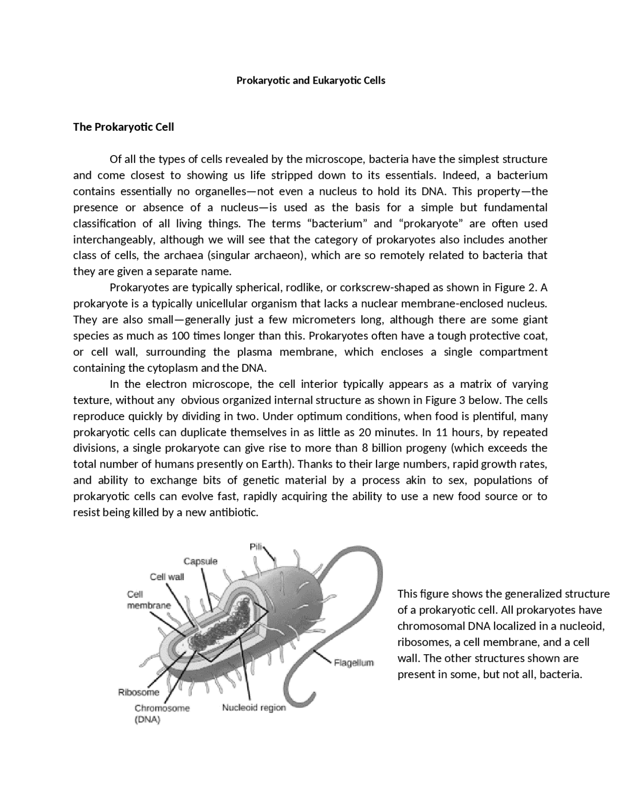 Prokaryotic And Eukaryotic Cell Docsity