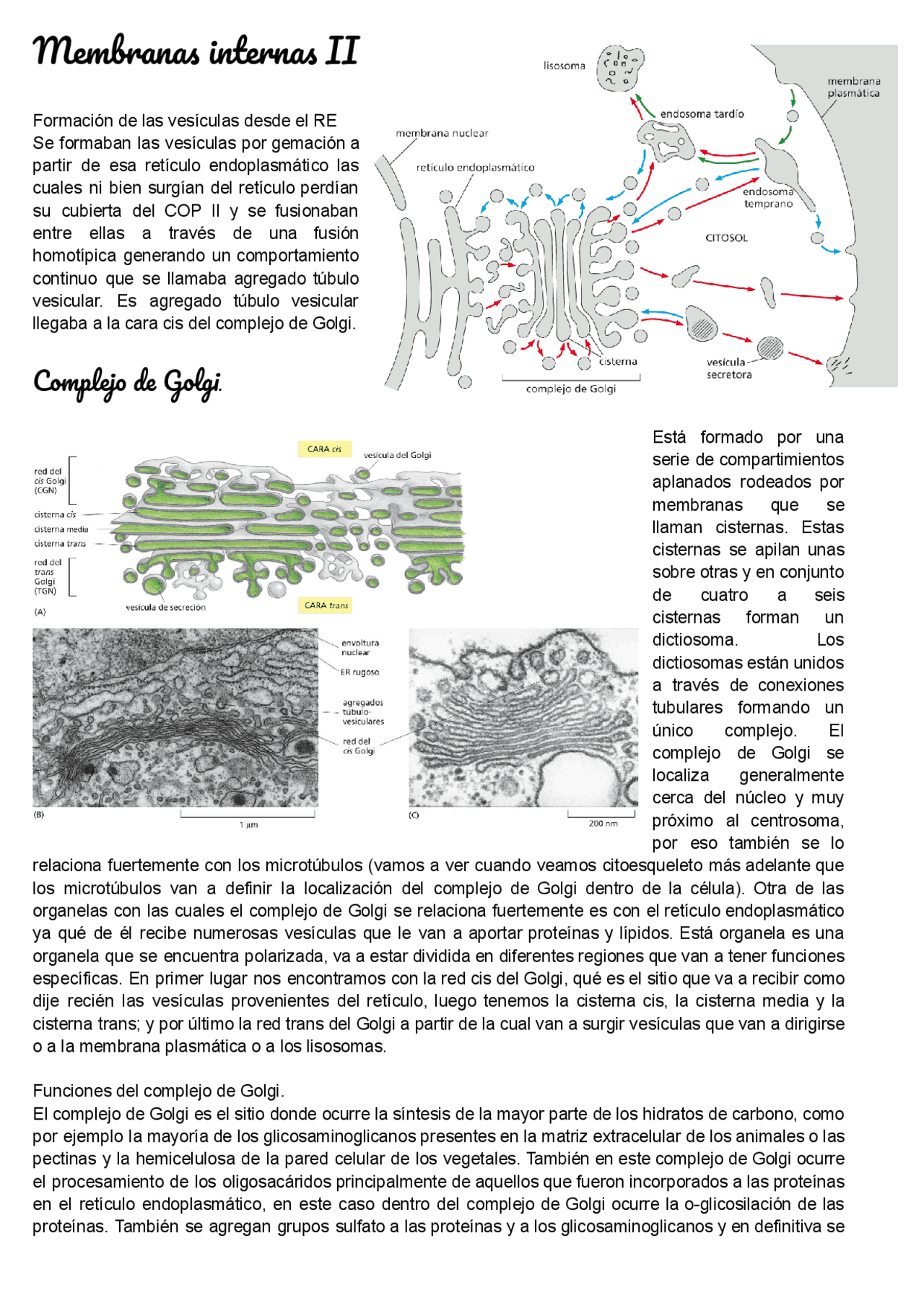 Membranas internas II- Teorico 2 - Docsity