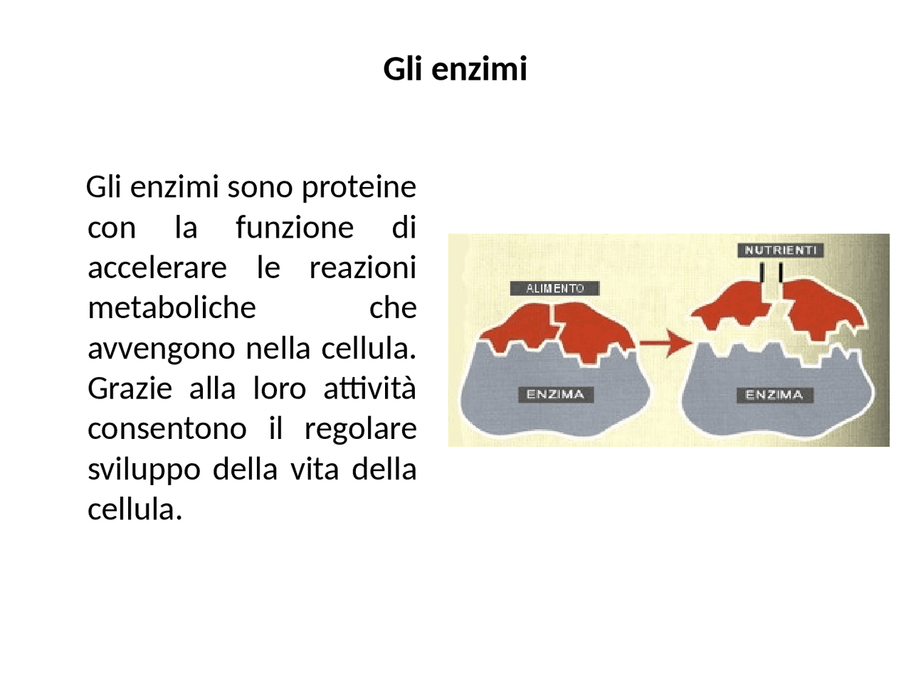 Enzimi Power Point Docsity