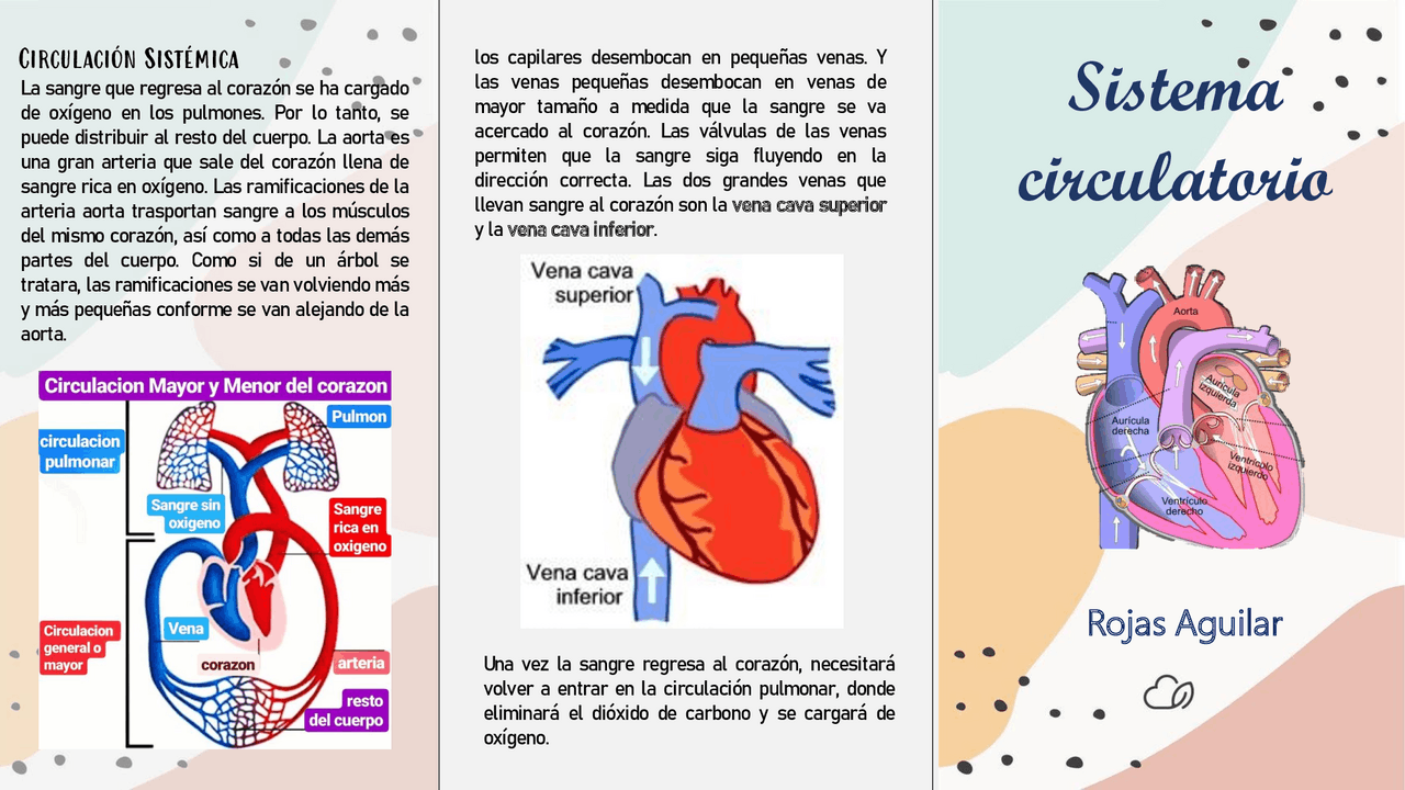 Sistema Circulatorio Apuntes De Fisiología Humana Docsity