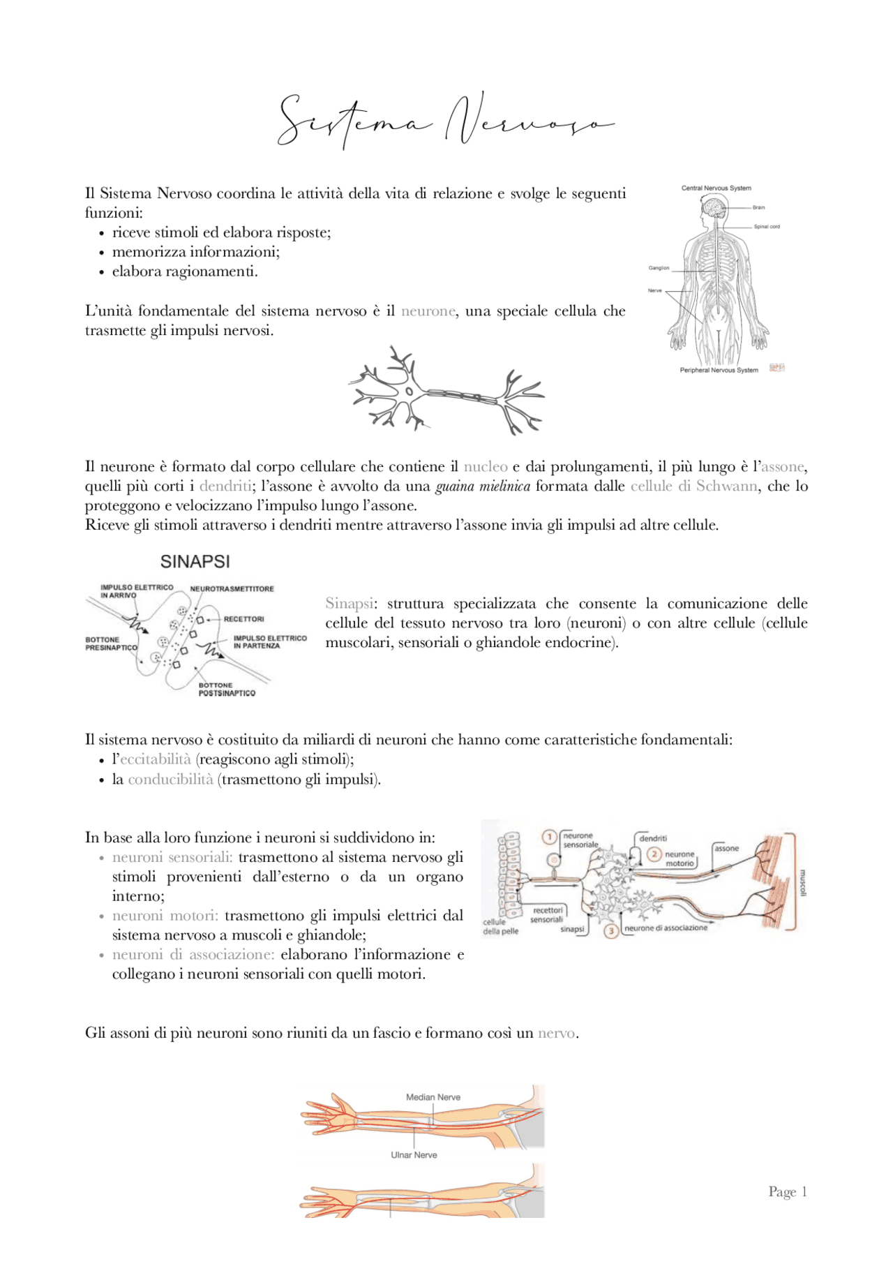 Appunti Sul Sistema Nervoso Docsity
