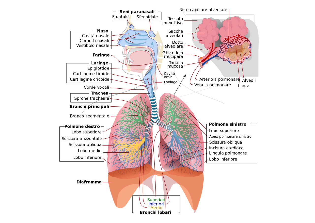 Apparato Respiratorio Riassunto Docsity