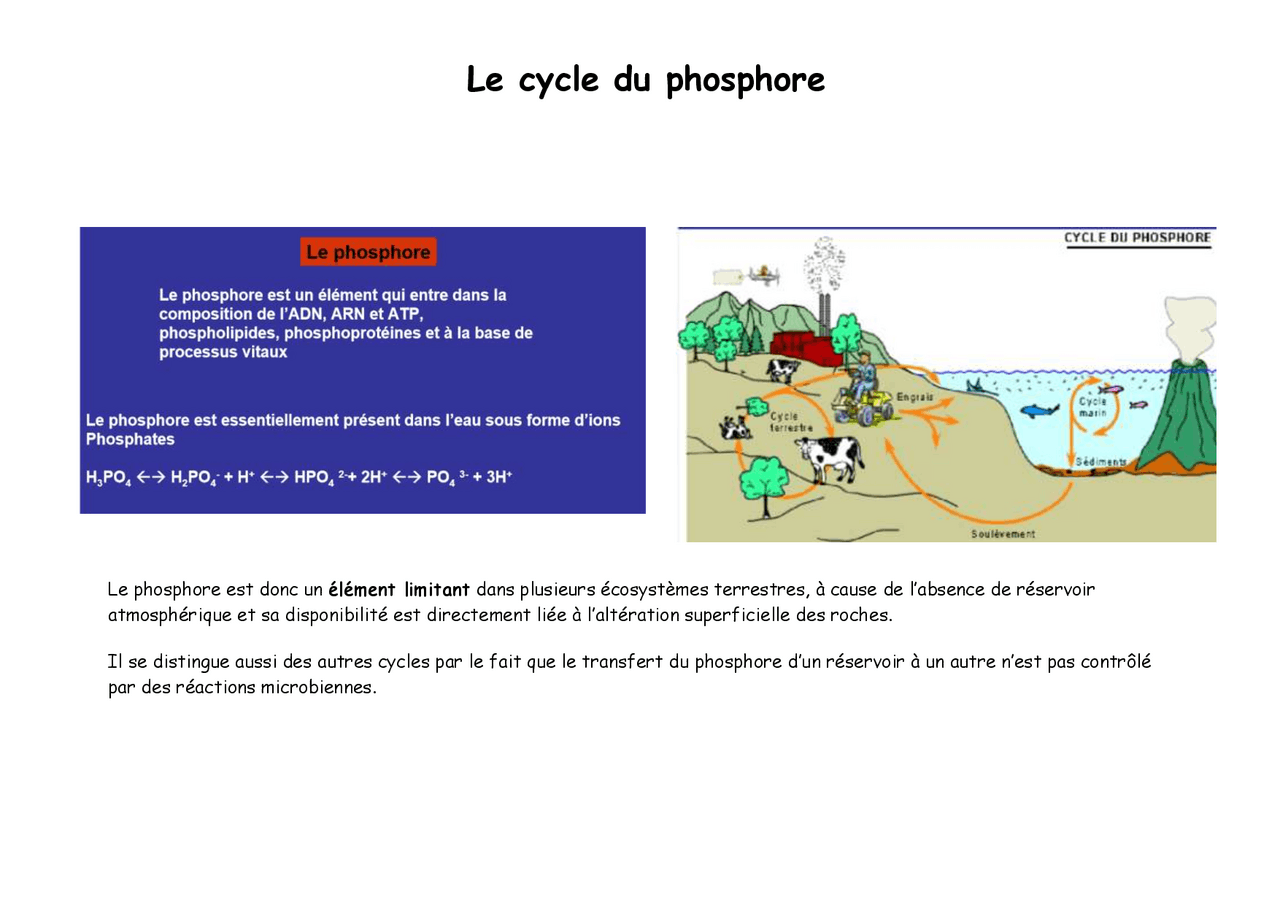 Le cycle du phosphore - Docsity