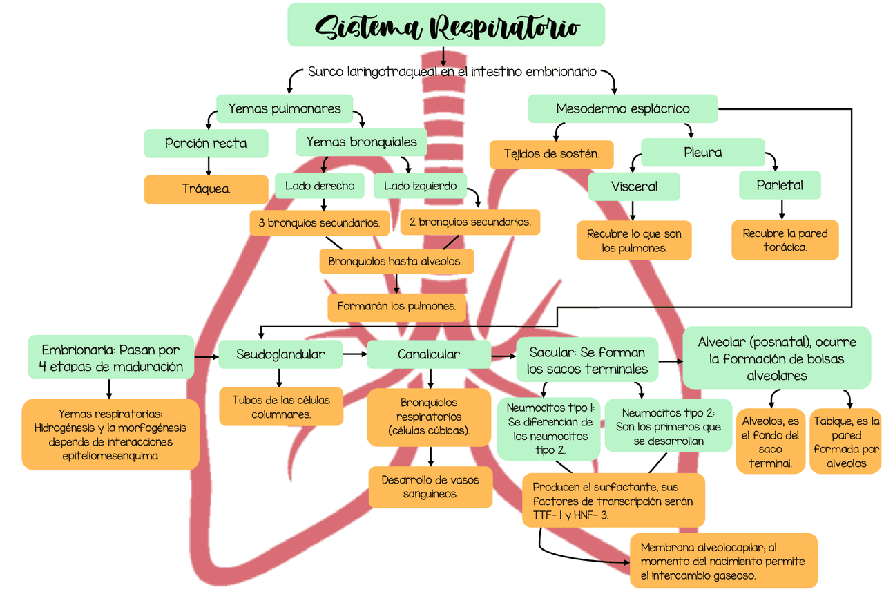 Aparato Respiratorio Lagman Docsity