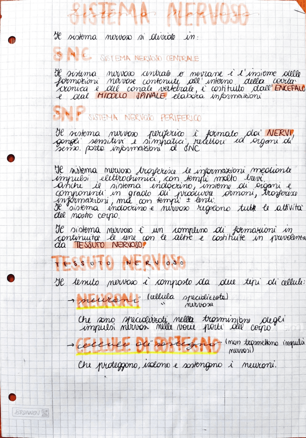 Appunti Sistema Nervoso Appunti Di Anatomia I Docsity