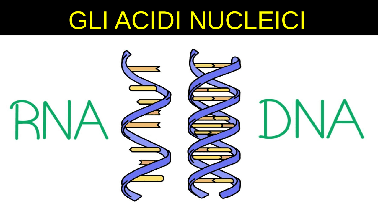 Powerpoint Acidi Nucleici Dna Ed Rna Docsity