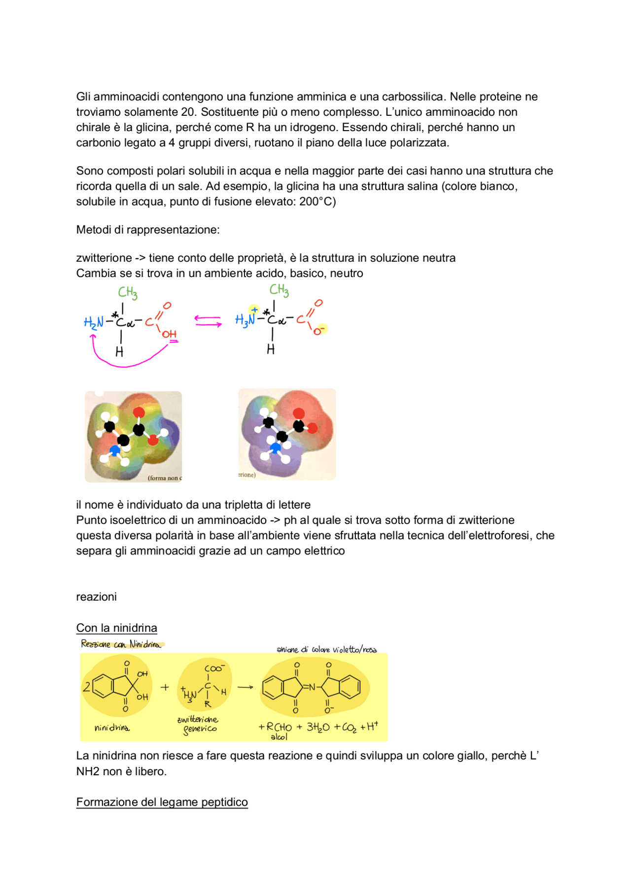 Riassunto Amminoacidi Struttura Reazioni Analisi Docsity