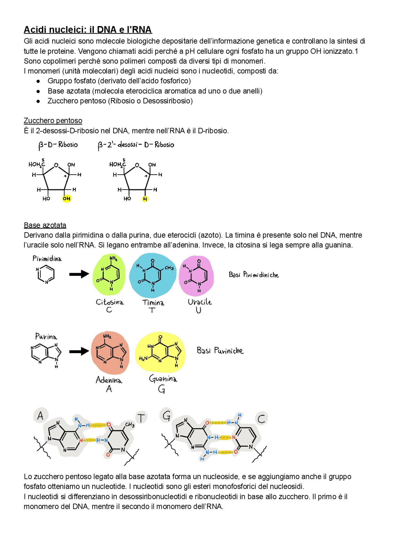 Schema Acidi Nucleici Dna Ed Rna Docsity
