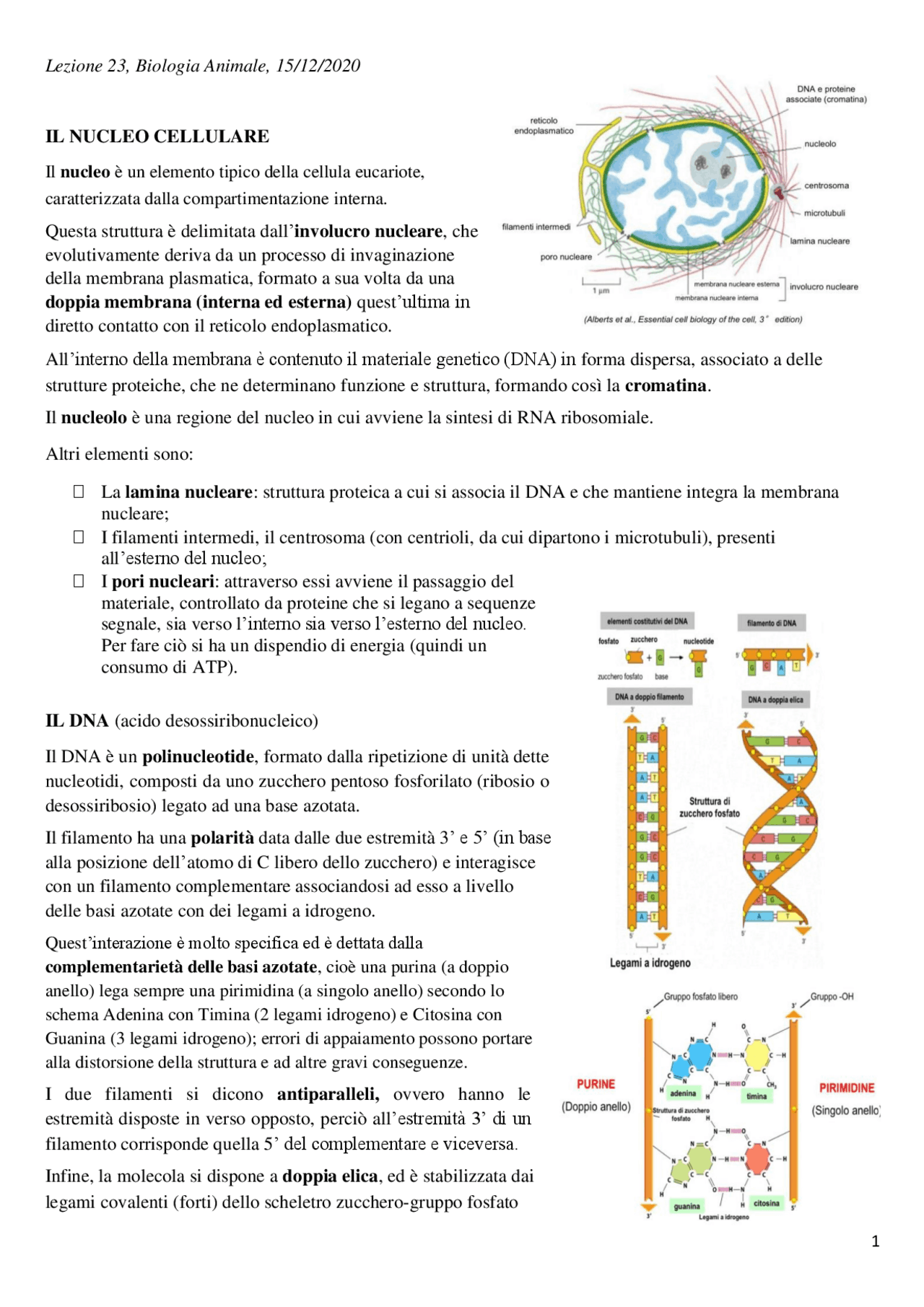 Nucleo cellulare nella cellula animale e differenze con vegetale - Docsity