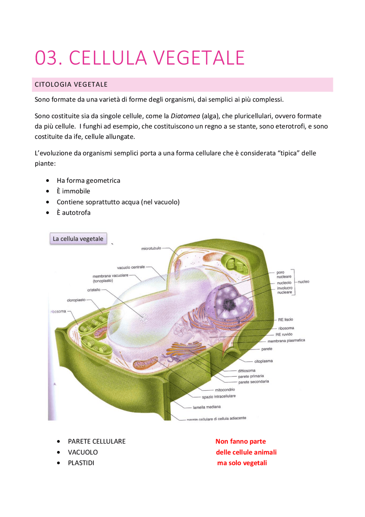 SBOBINA LA CELLULA VEGETALE - Docsity