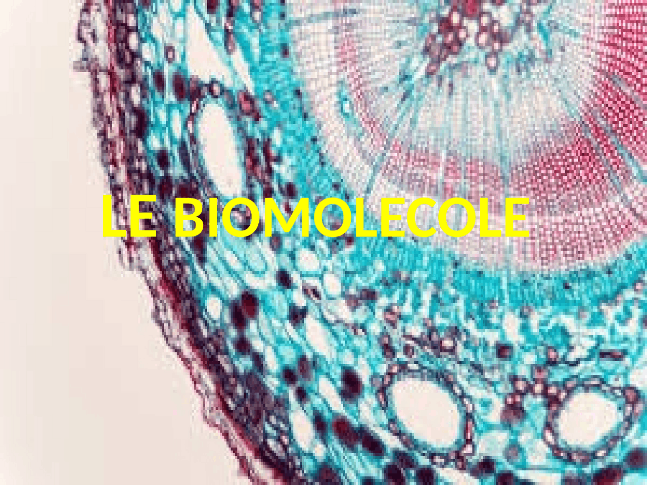 Le Biomolecole E Le Loro Caratteristiche Docsity