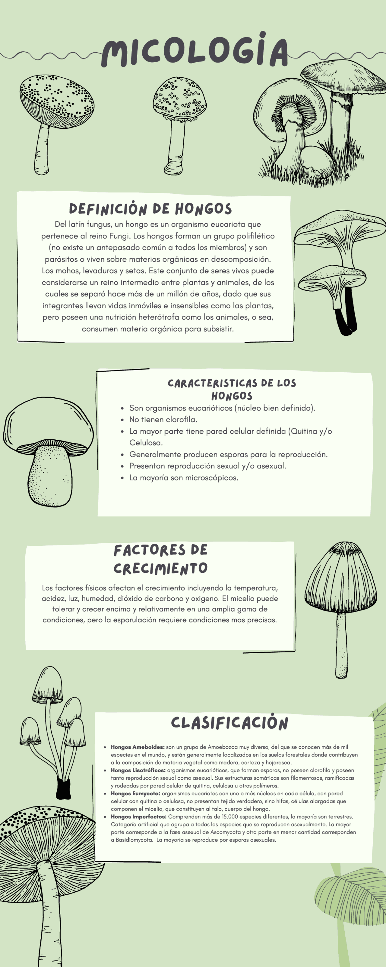 Micología infografia - Docsity