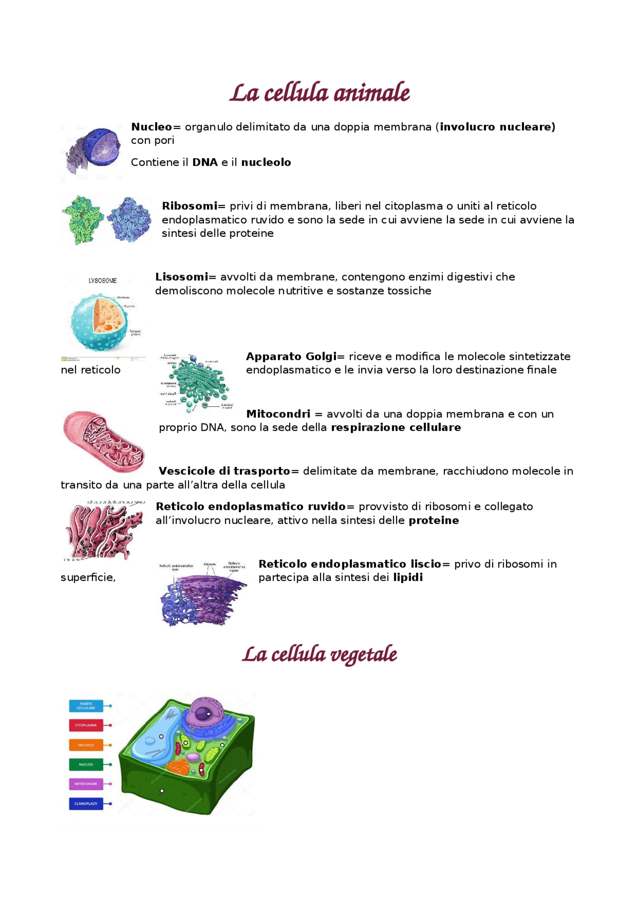 La cellula schematizzata - Docsity