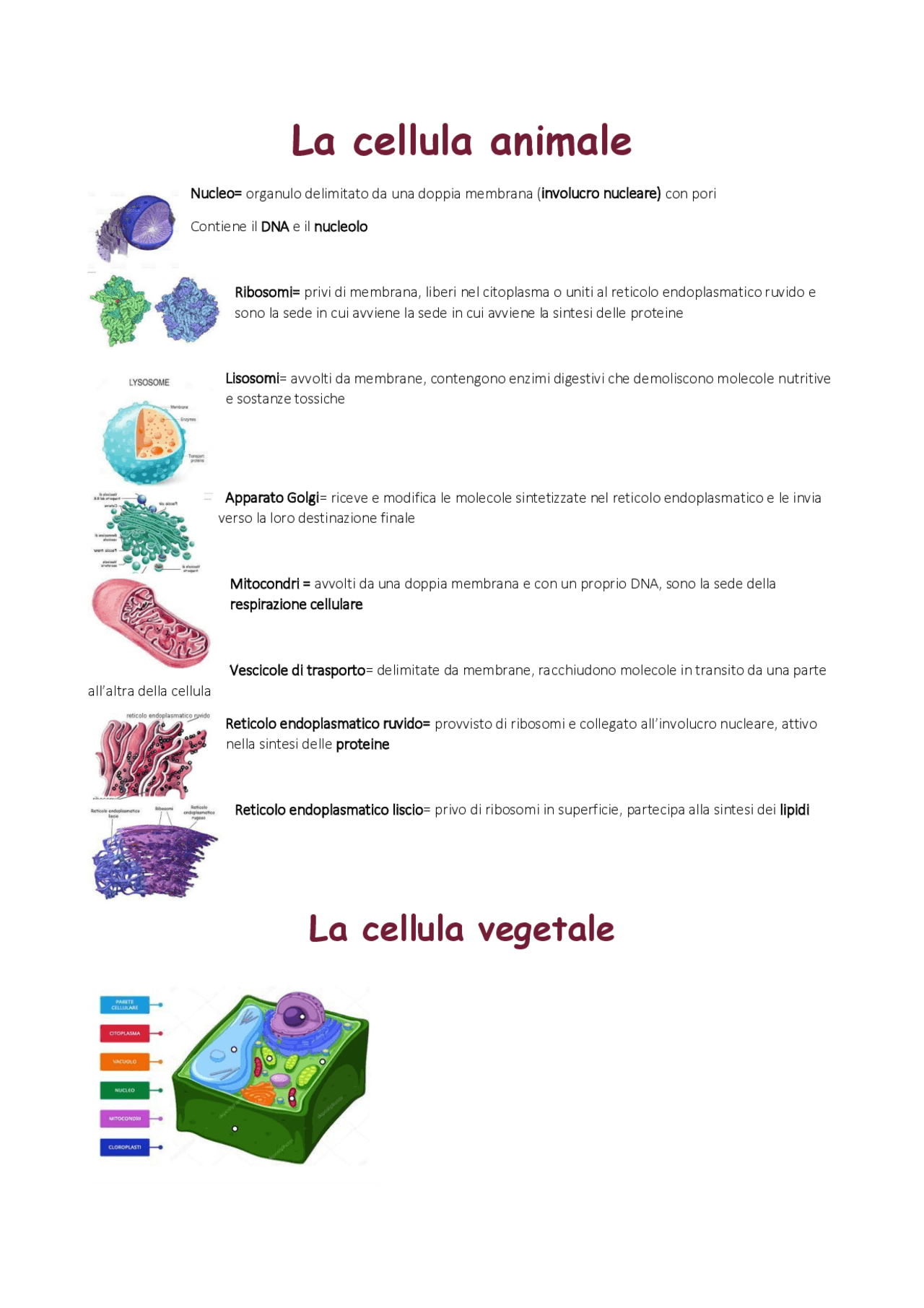 Componenti cellula animale e vegetale - Docsity