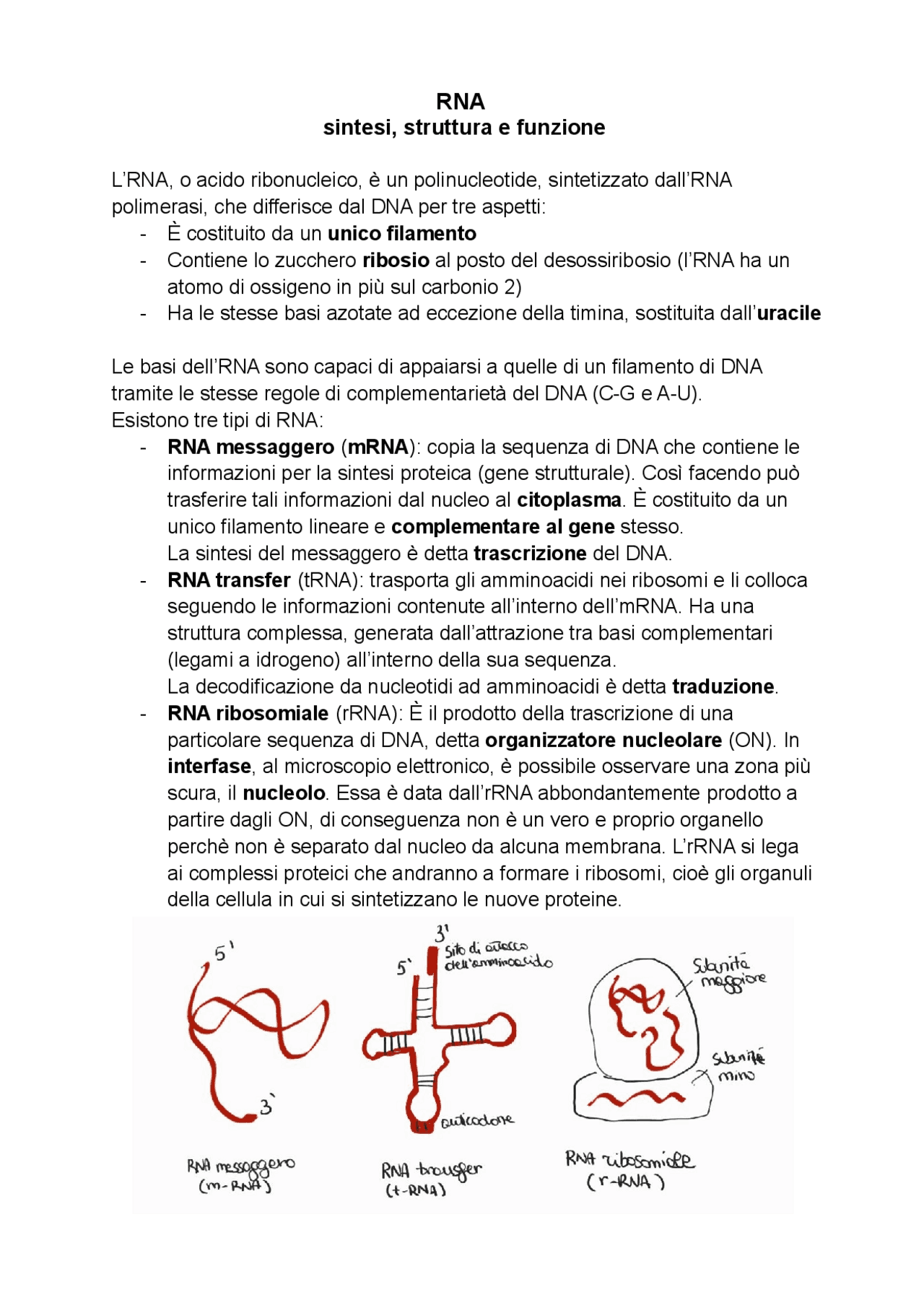 RNA, trascrizione e traduzione. Codice genetico, regolazione genica ...